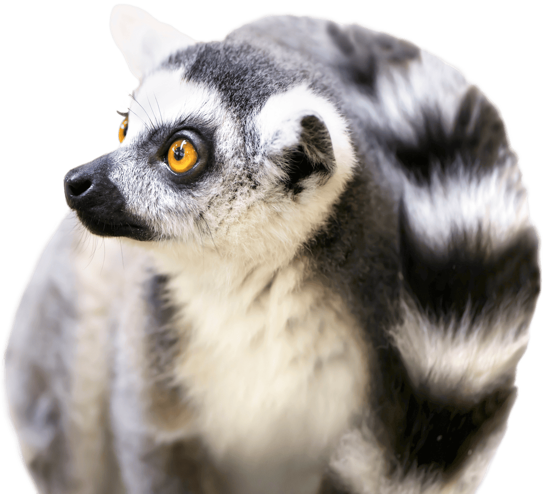 Agroturystyka w okolicy Ostrowa Wlkp. - mini zoo - Cicho-Sza